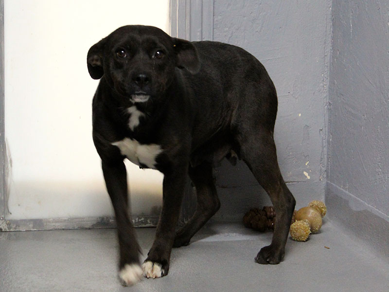 Black Lab Pitbull Mix Female